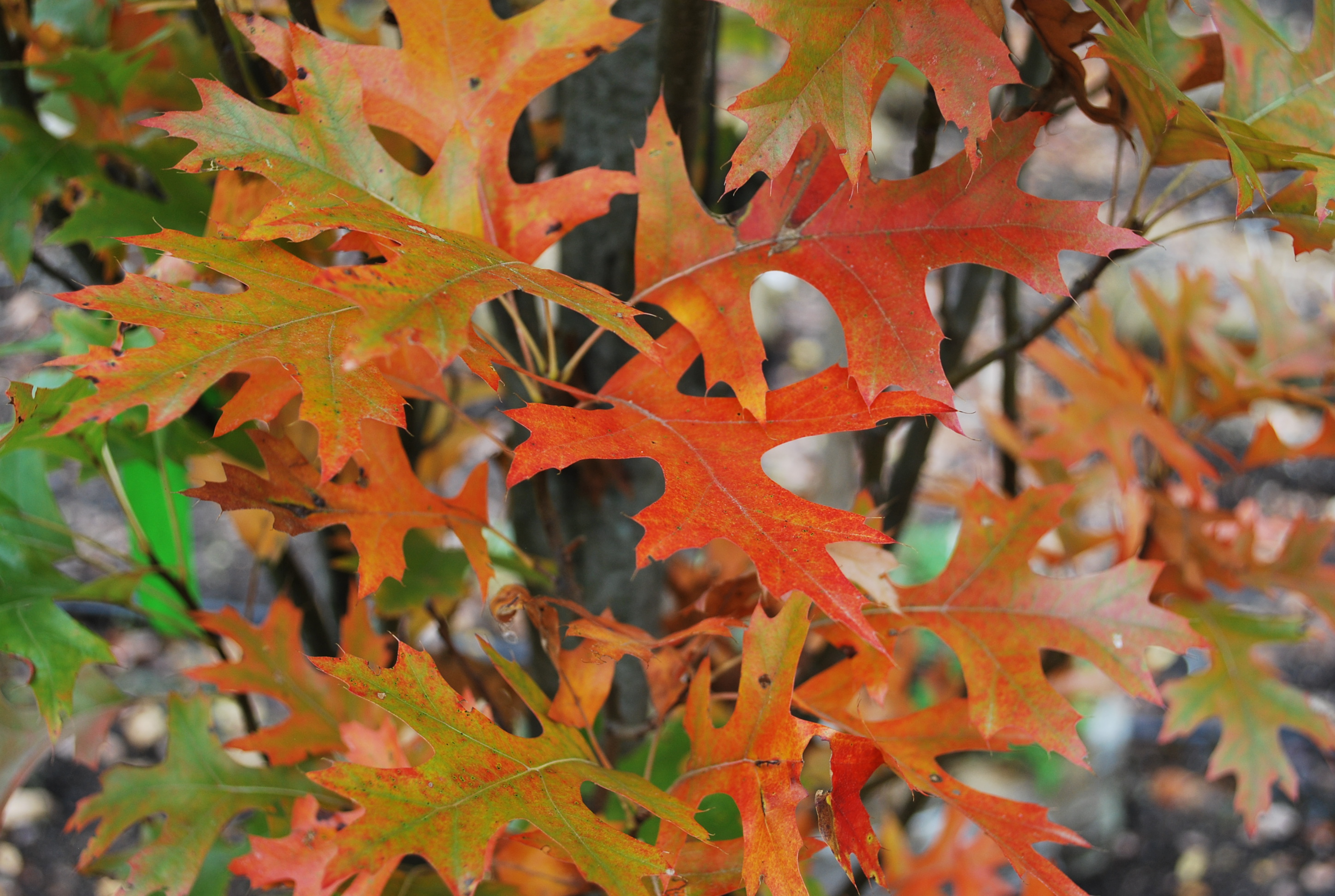 Ornamental Trees - Planters' Choice