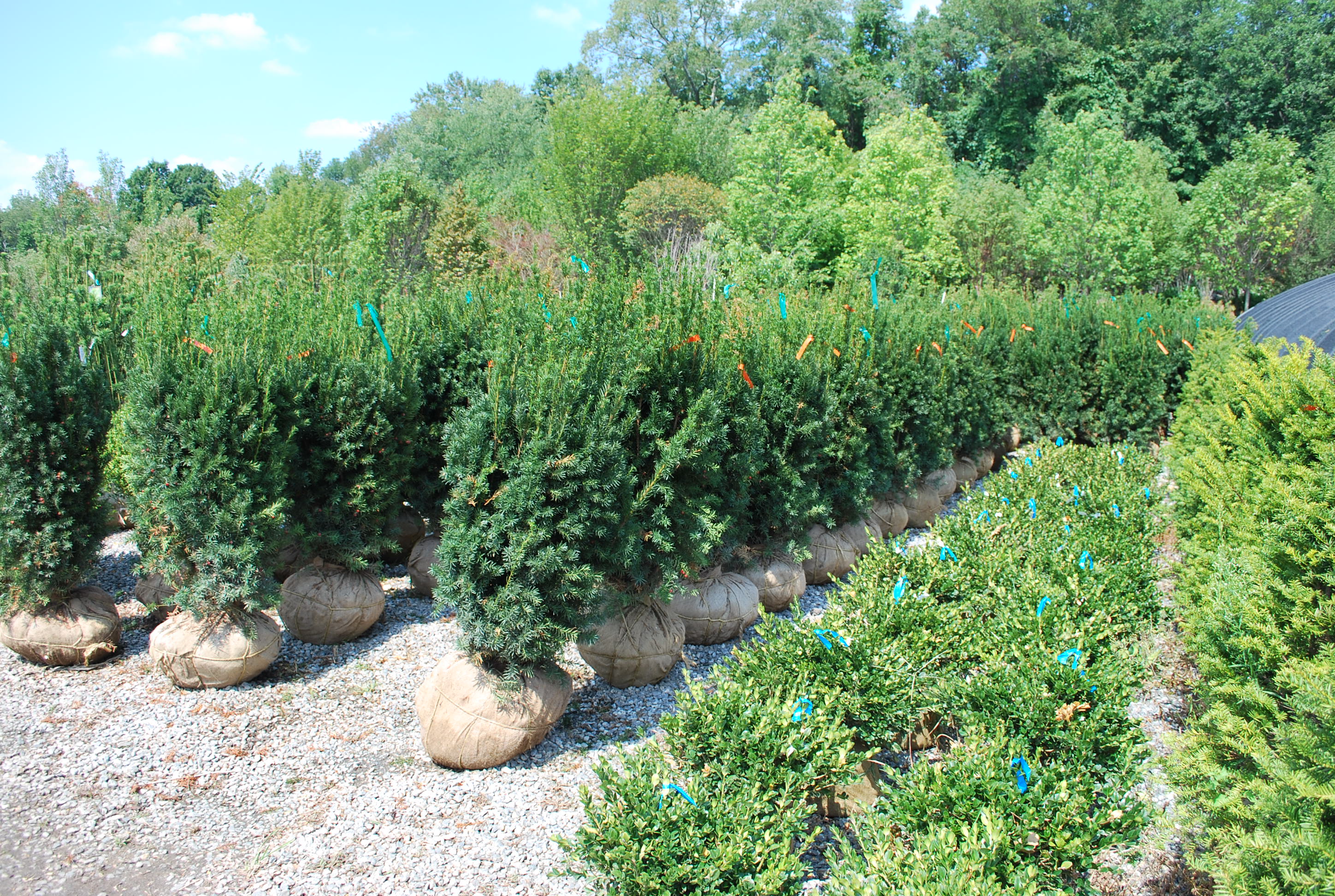 Evergreen Shrubs - Planters' Choice
