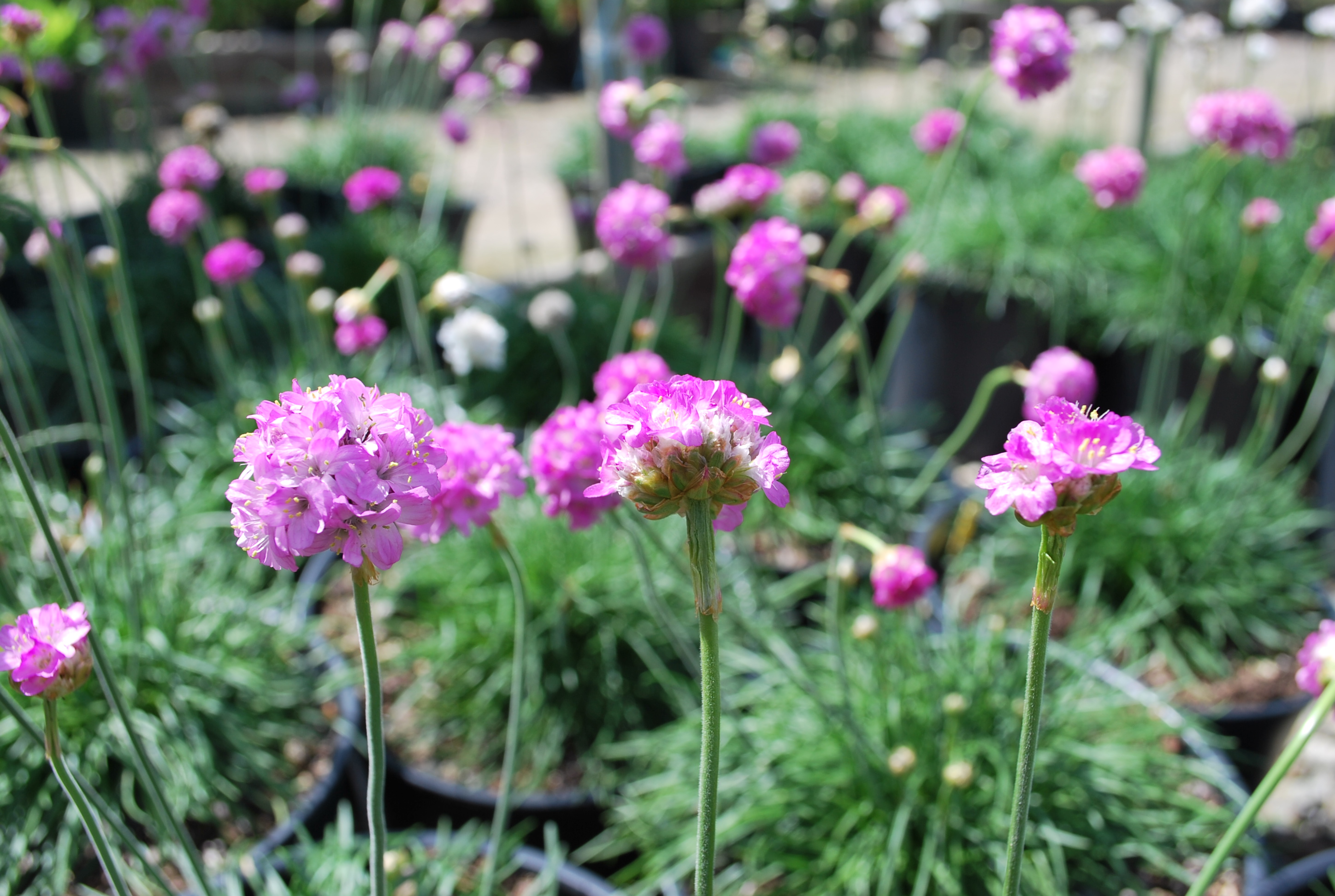 Perennials - Planters' Choice