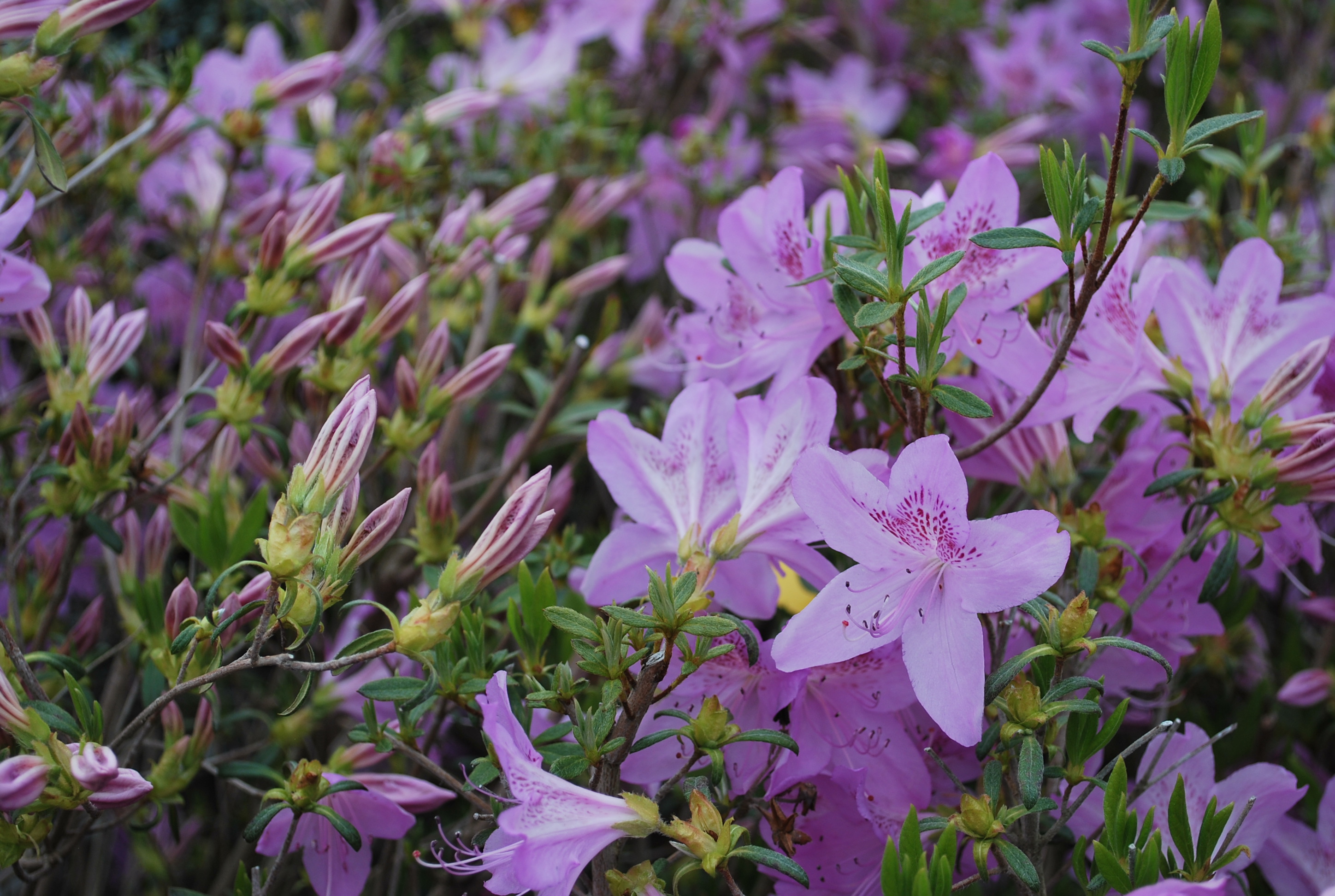 Evergreen Shrubs - Planters' Choice