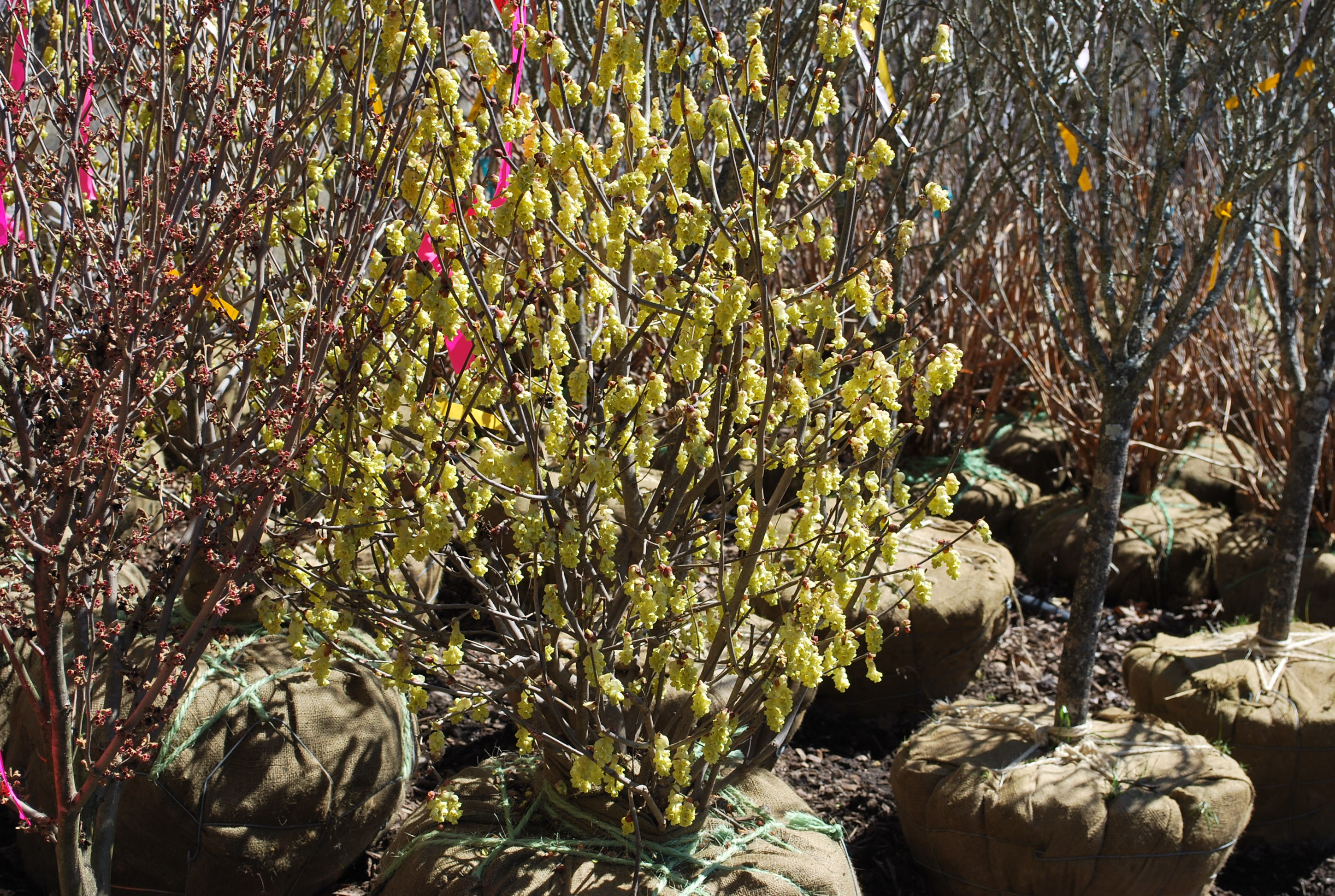 Deciduous Shrubs - Planters' Choice