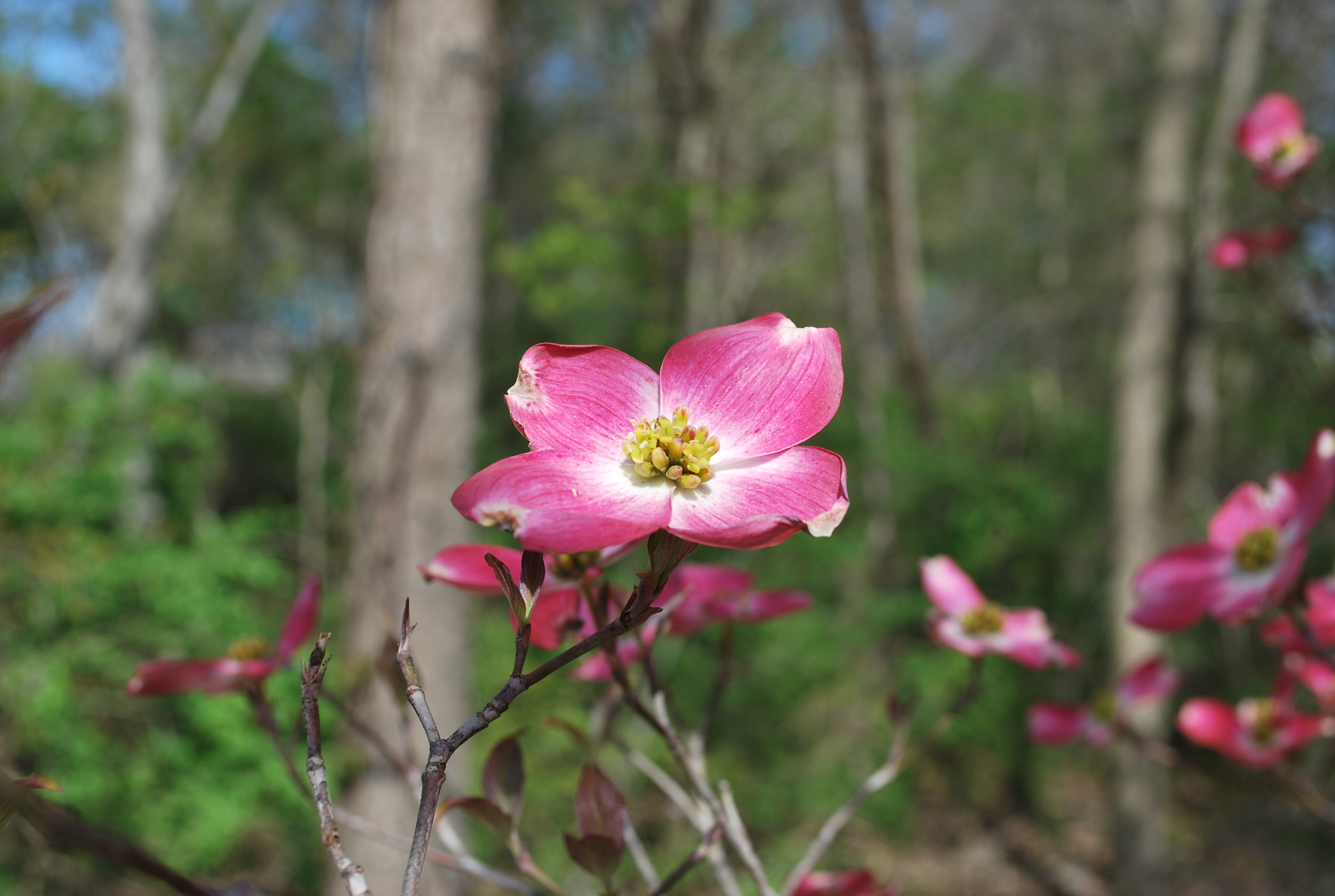 Flowering Trees - Planters' Choice