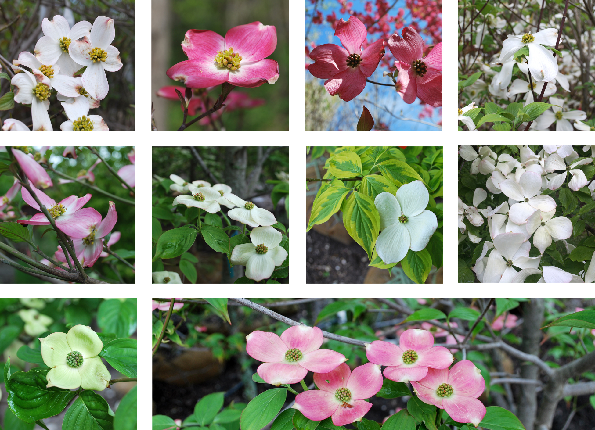 Flowering Trees - Planters' Choice