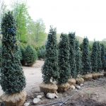 Evergreen Shrubs | Planters' Choice