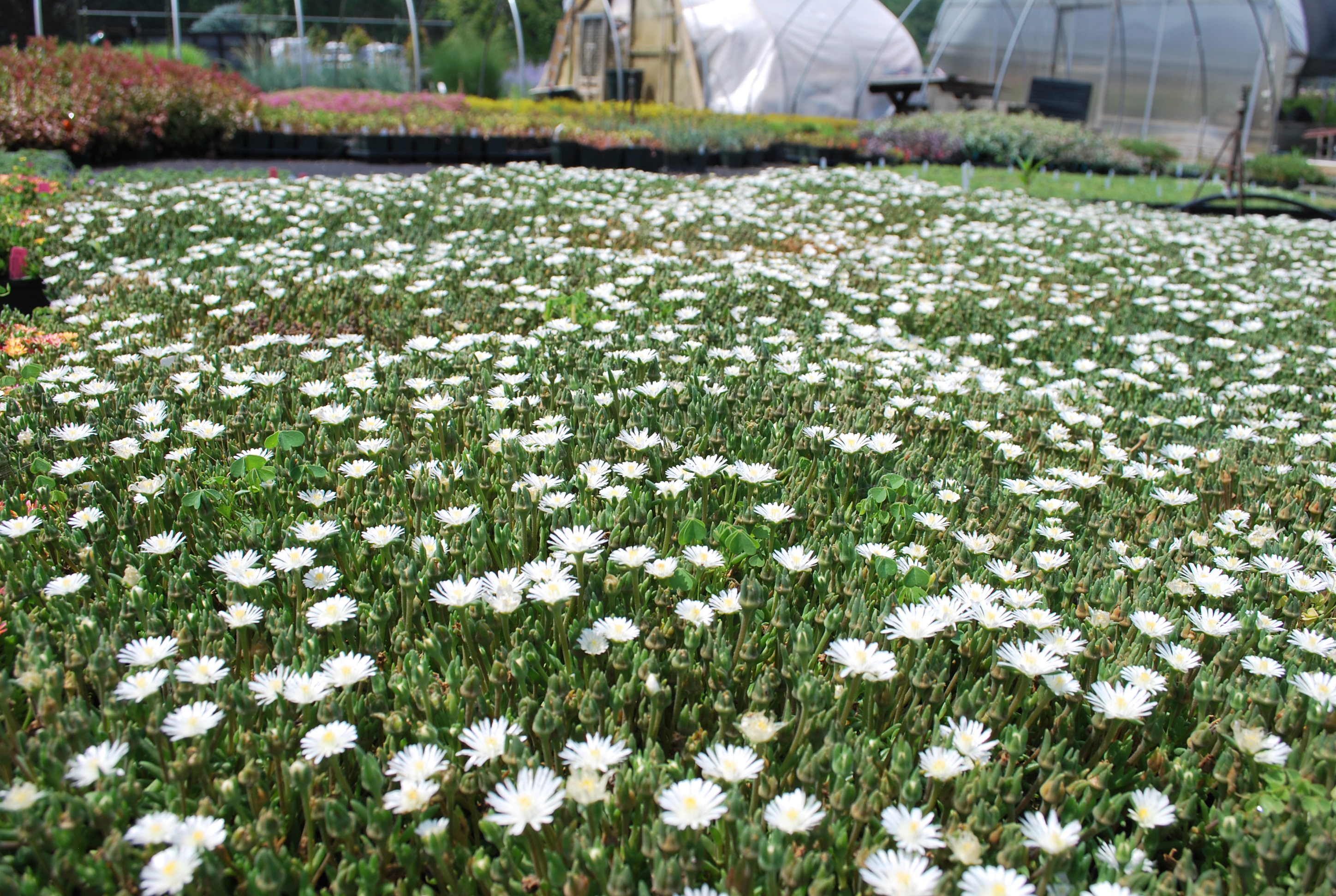 Ground Cover - Planters' Choice