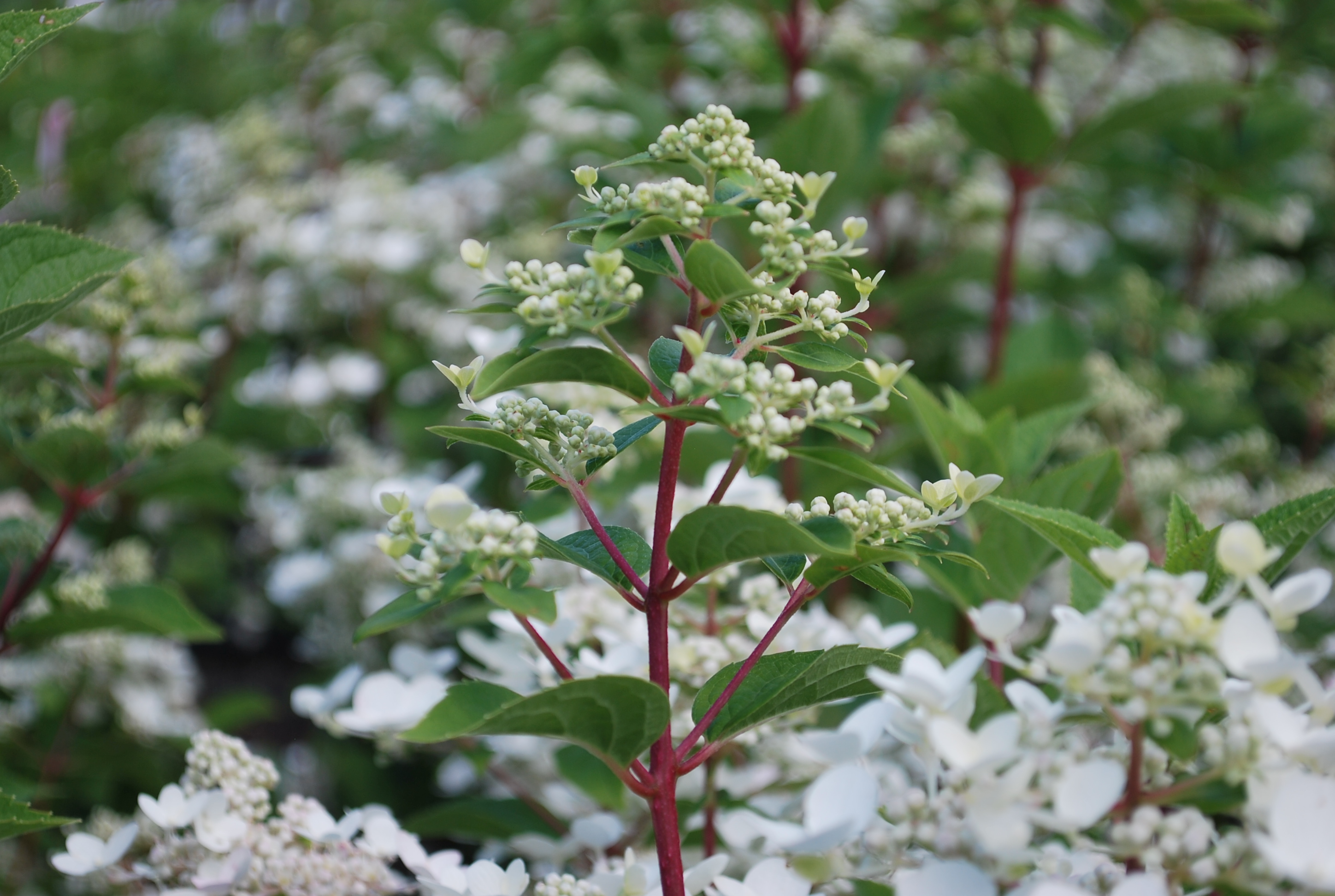 Deciduous Shrubs - Planters' Choice