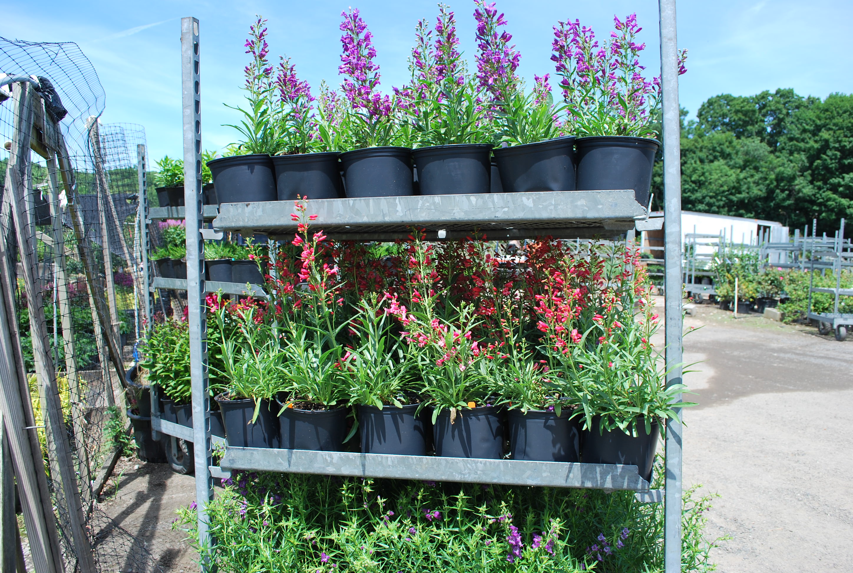 Perennials | Planters' Choice