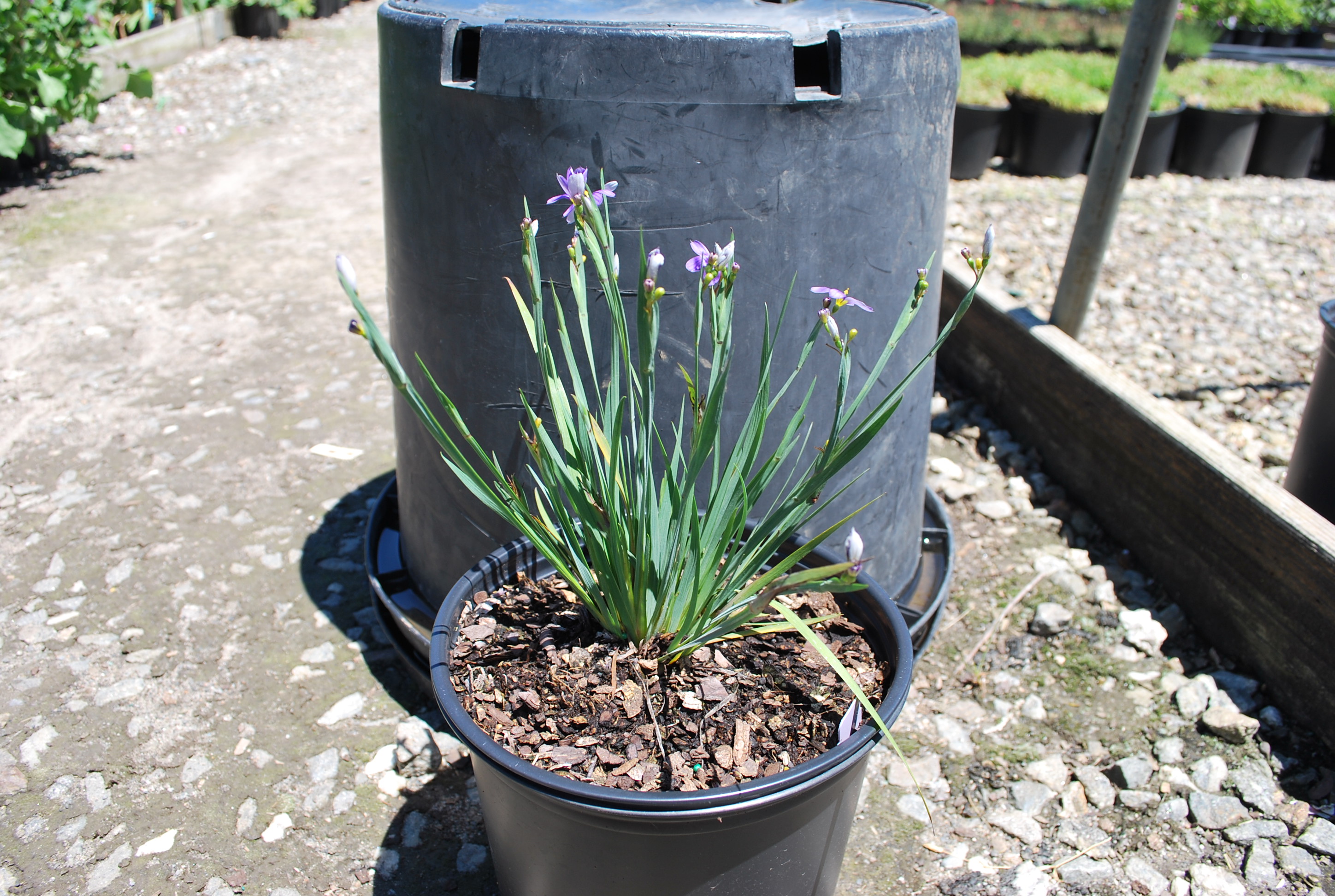 Grasses - Planters' Choice