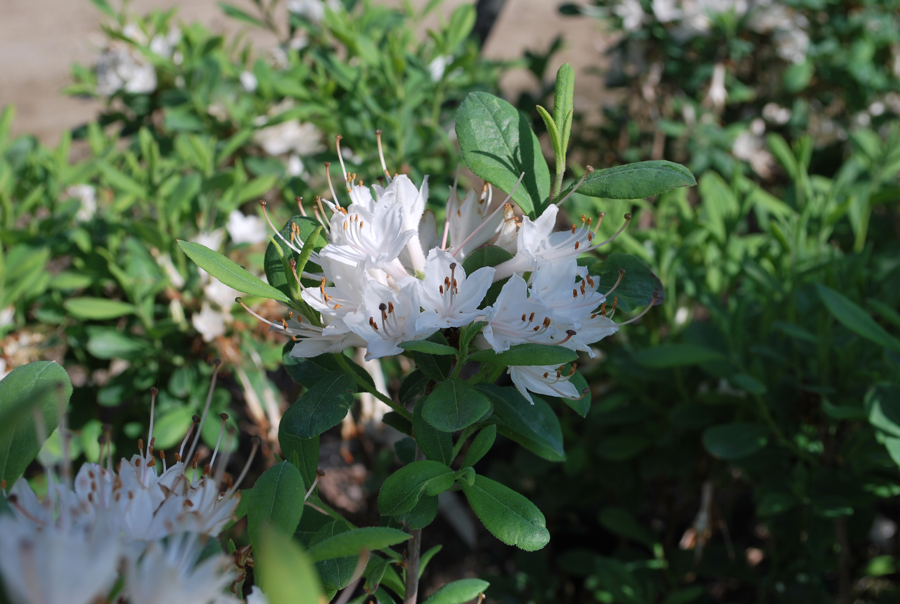 Deciduous Shrubs - Planters' Choice