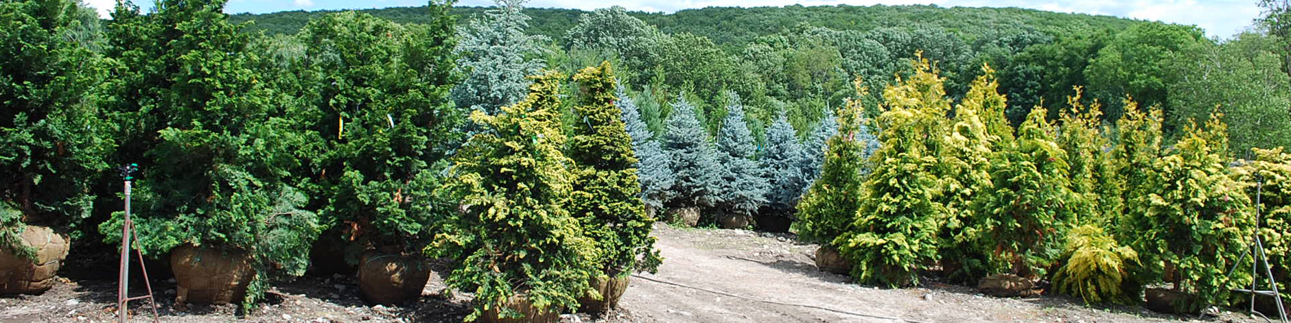 Planters' Choice | Connecticut's Wholesale Nursery