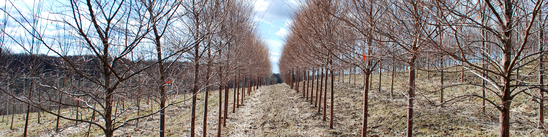 Planters' Choice | Connecticut's Wholesale Nursery