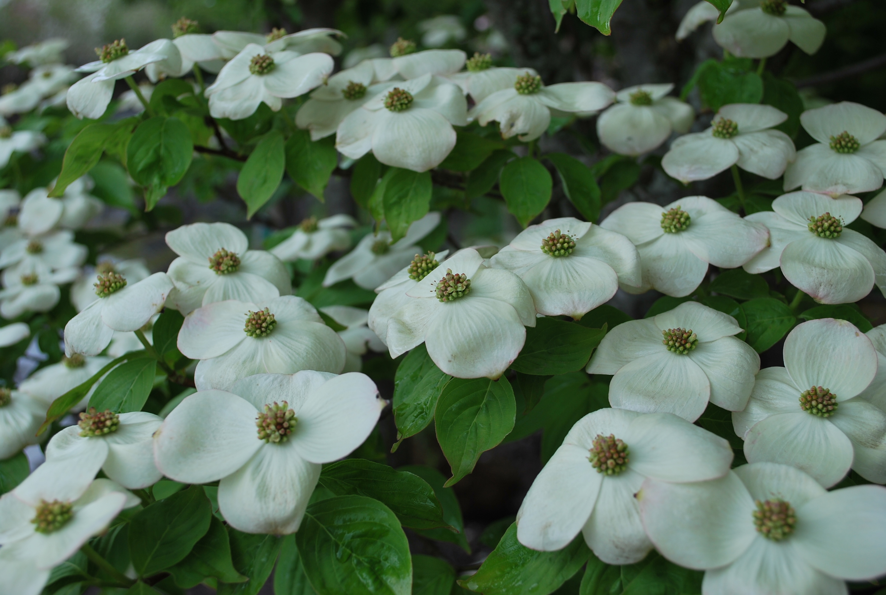 Flowering Trees - Planters' Choice