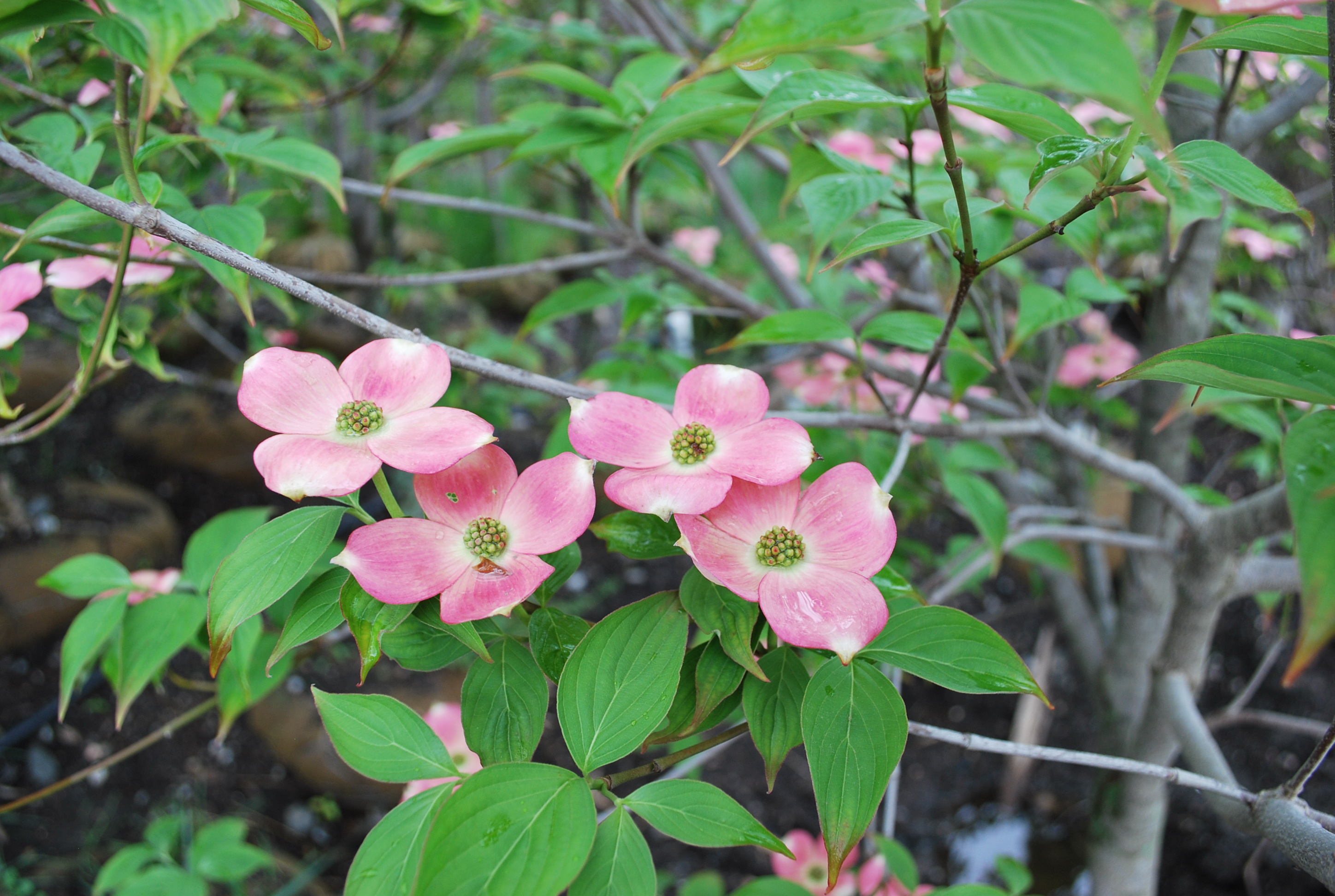Flowering Trees - Planters' Choice