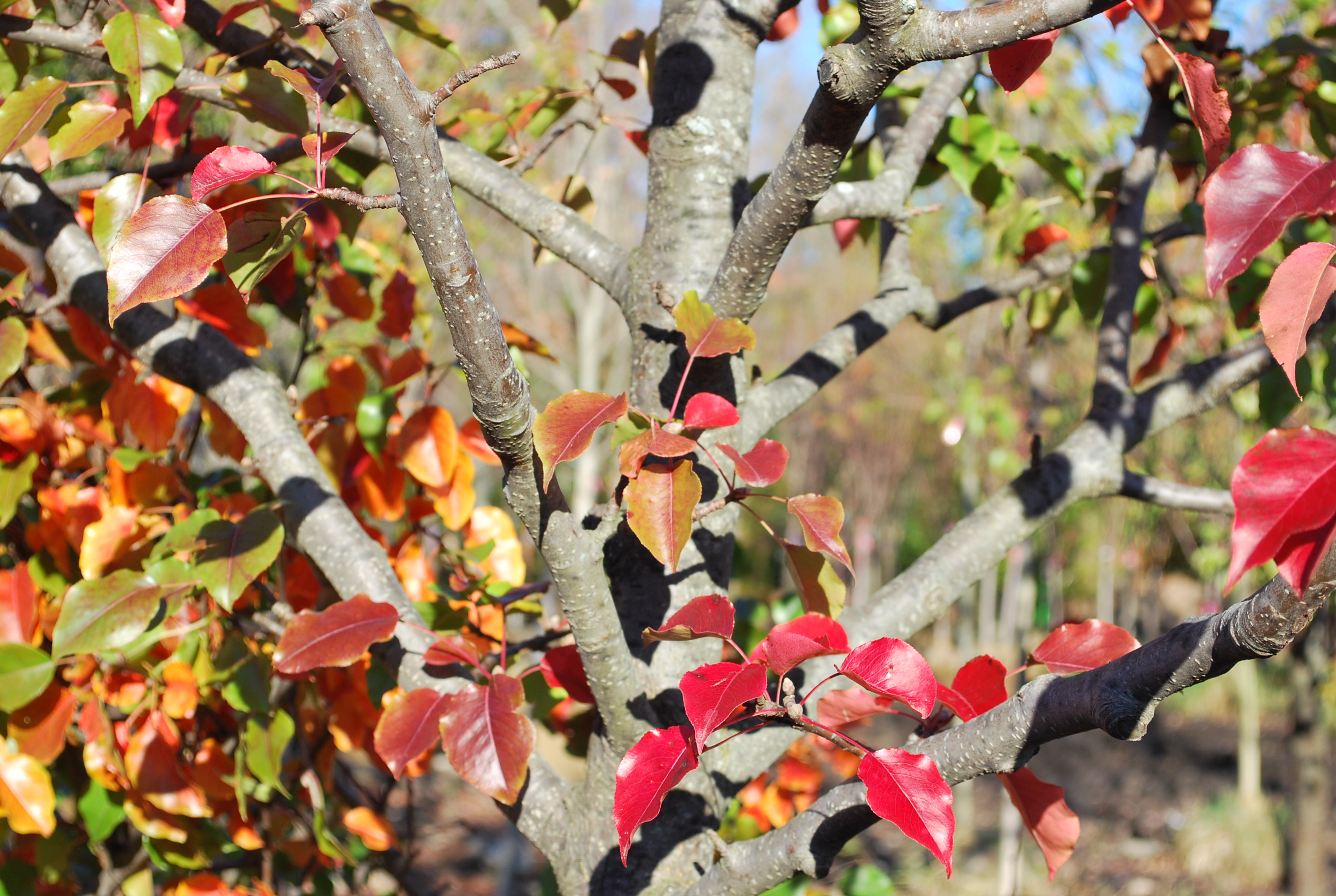 Flowering Trees - Planters' Choice