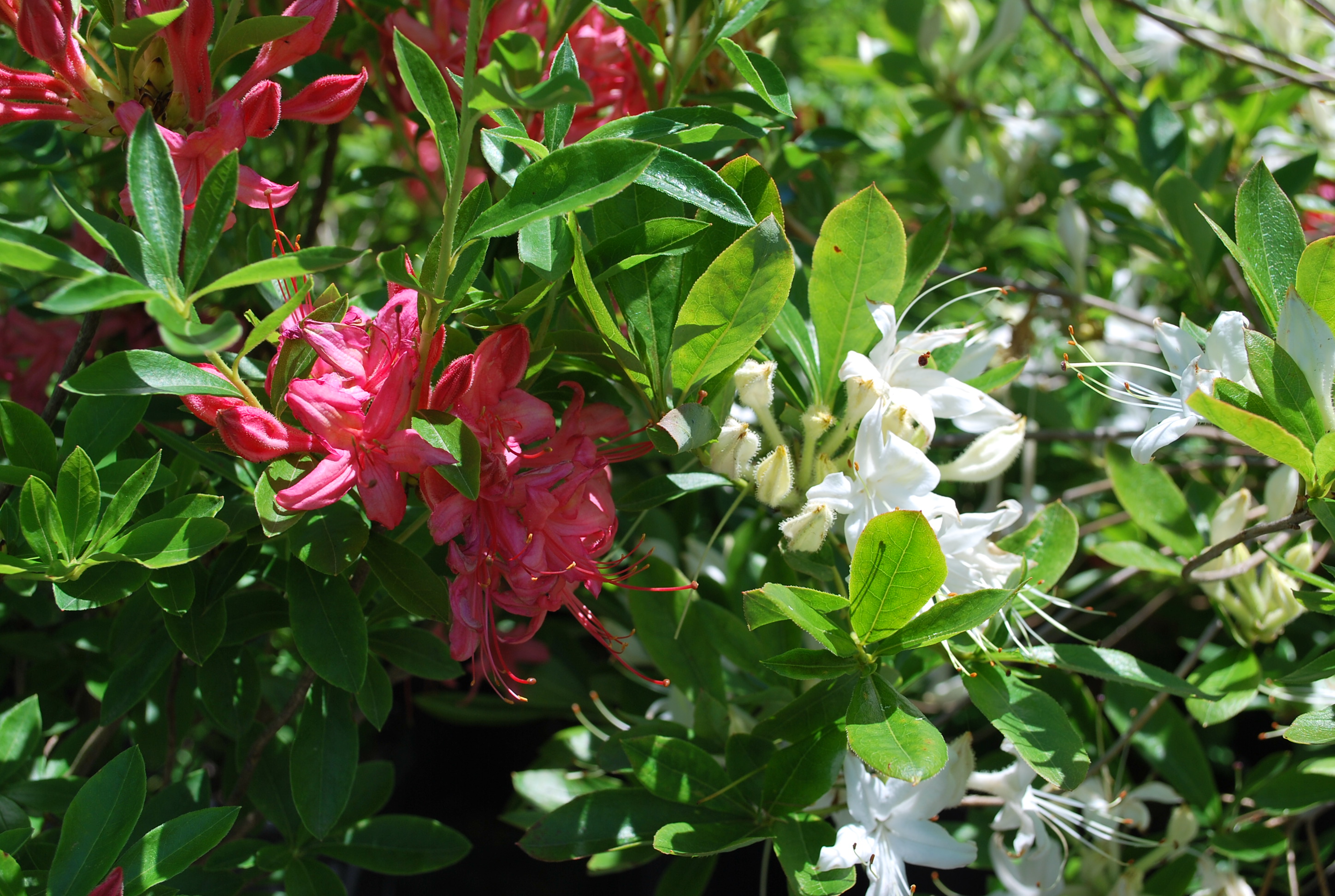 Deciduous Shrubs - Planters' Choice