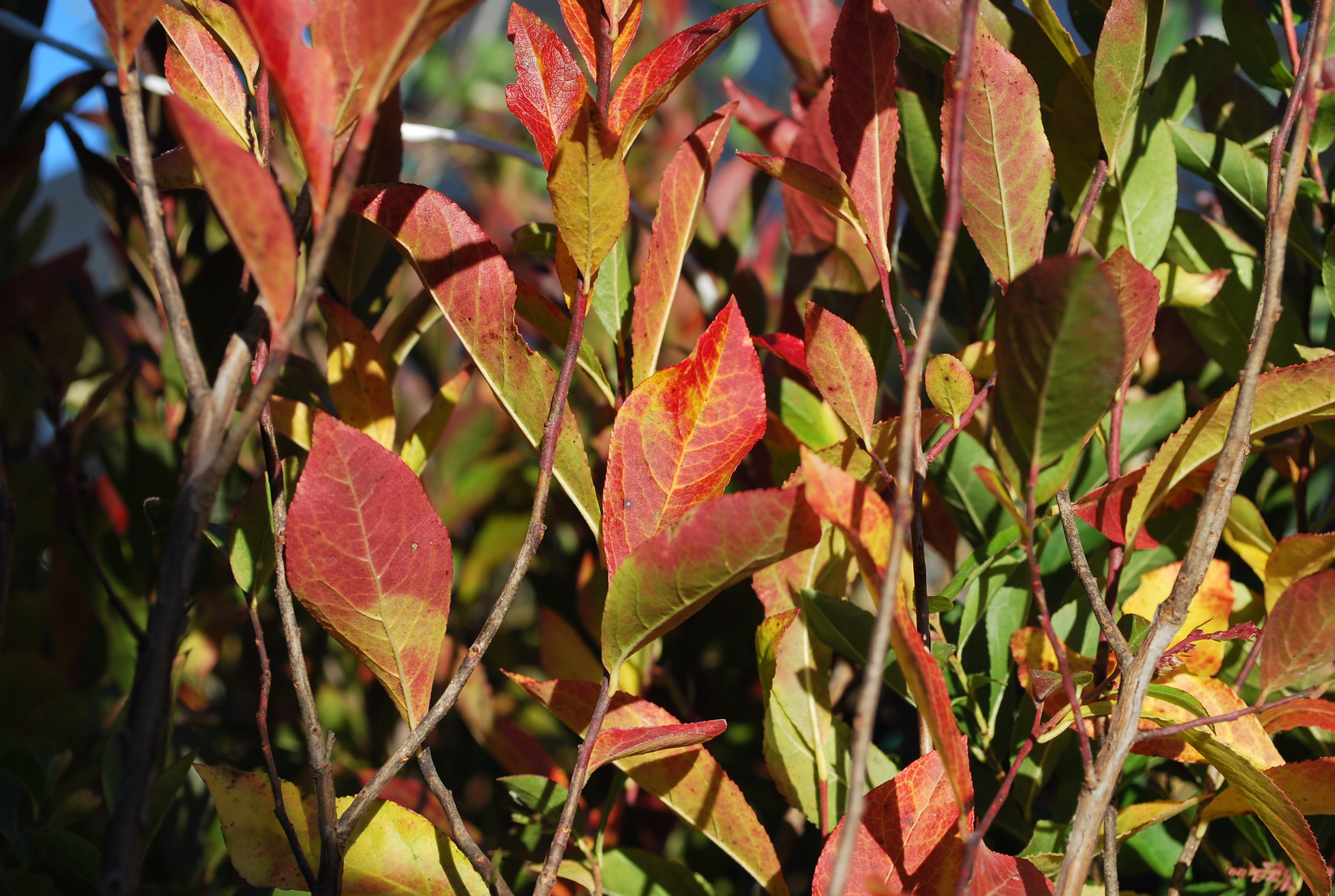 Deciduous Shrubs - Planters' Choice