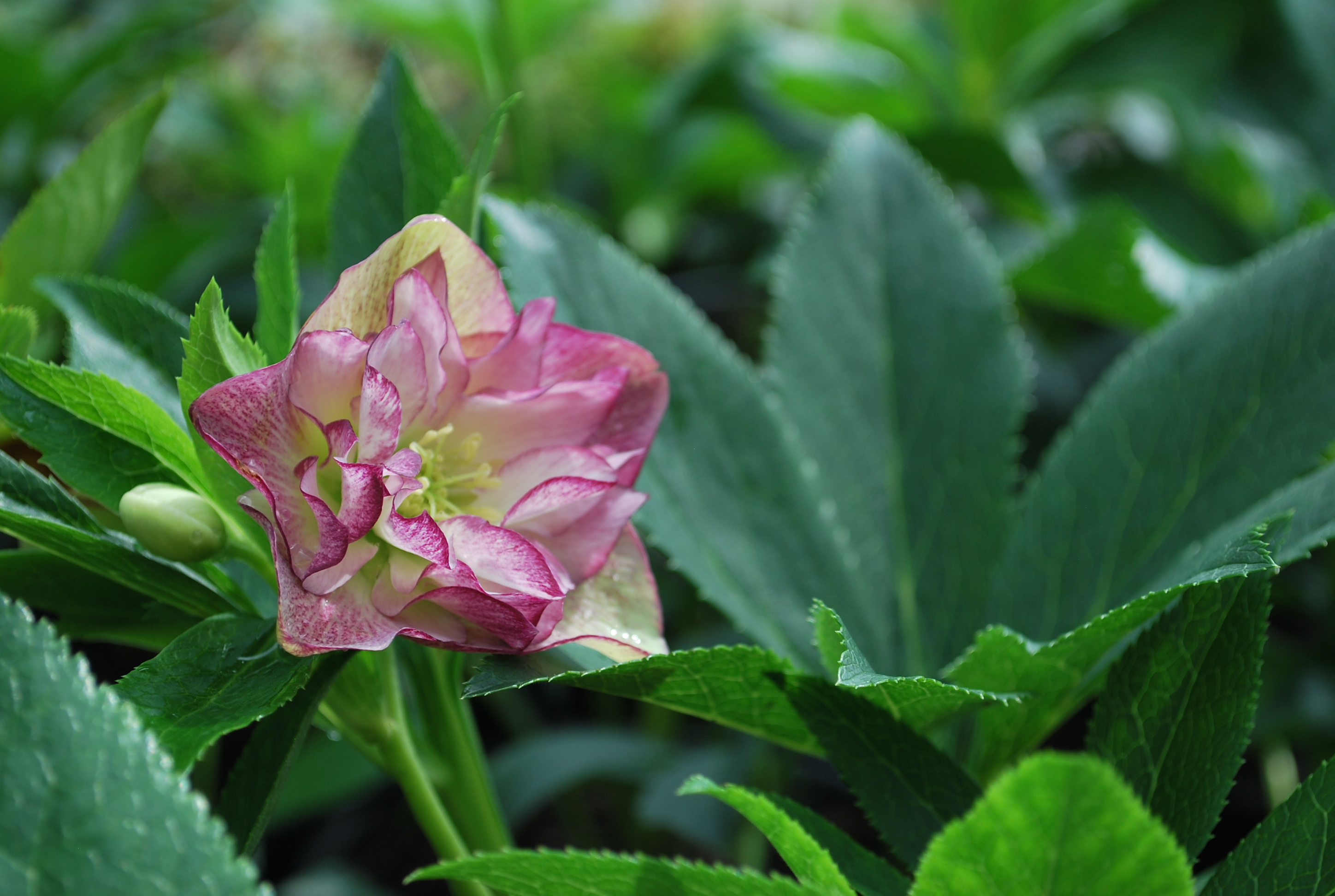 Perennials | Planters' Choice