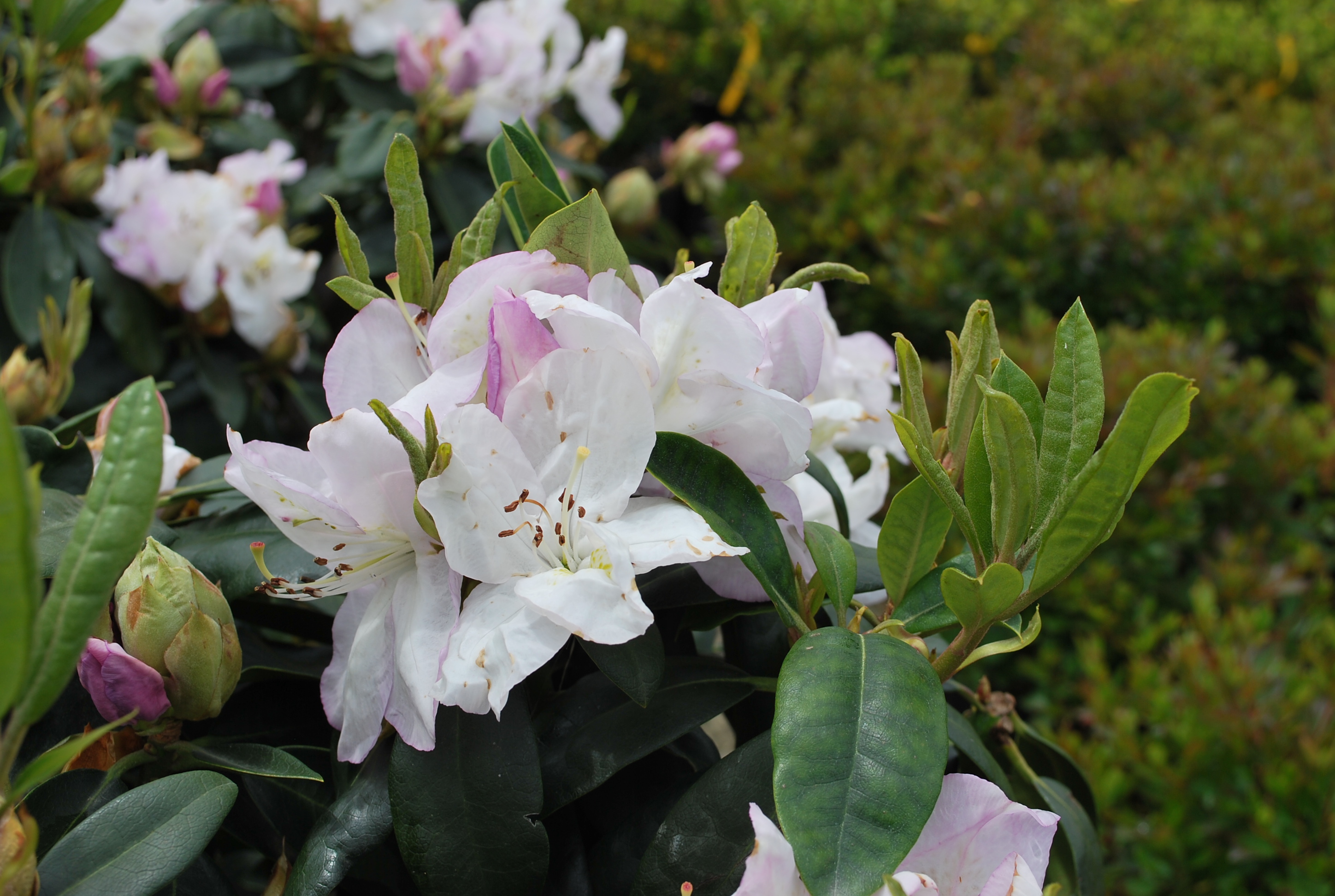 Evergreen Shrubs - Planters' Choice