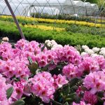 Evergreen Shrubs | Planters' Choice