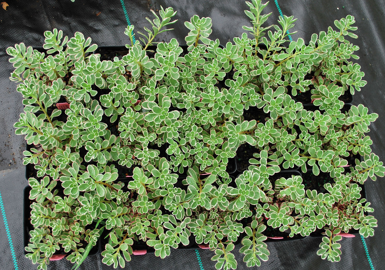 Ground Cover - Planters' Choice