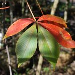 Flowering Trees - Planters' Choice