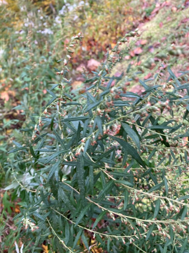 Invasive Plants – Identification and Management